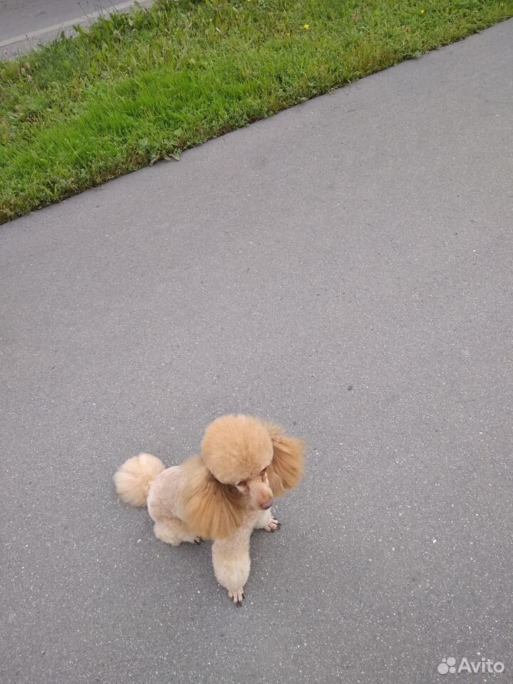 Вязка той пудель 27 см