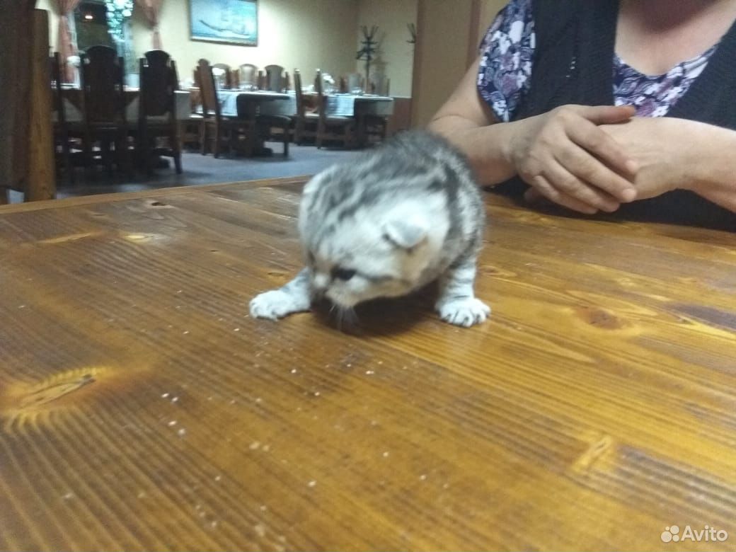 Шотландские котята