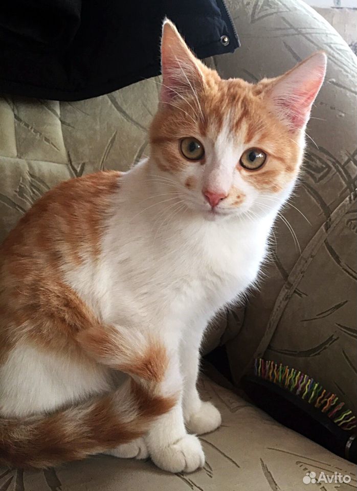 Марфуша - нежная, деликатная кошечка