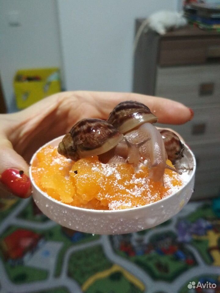 Улитки ахатины молодые