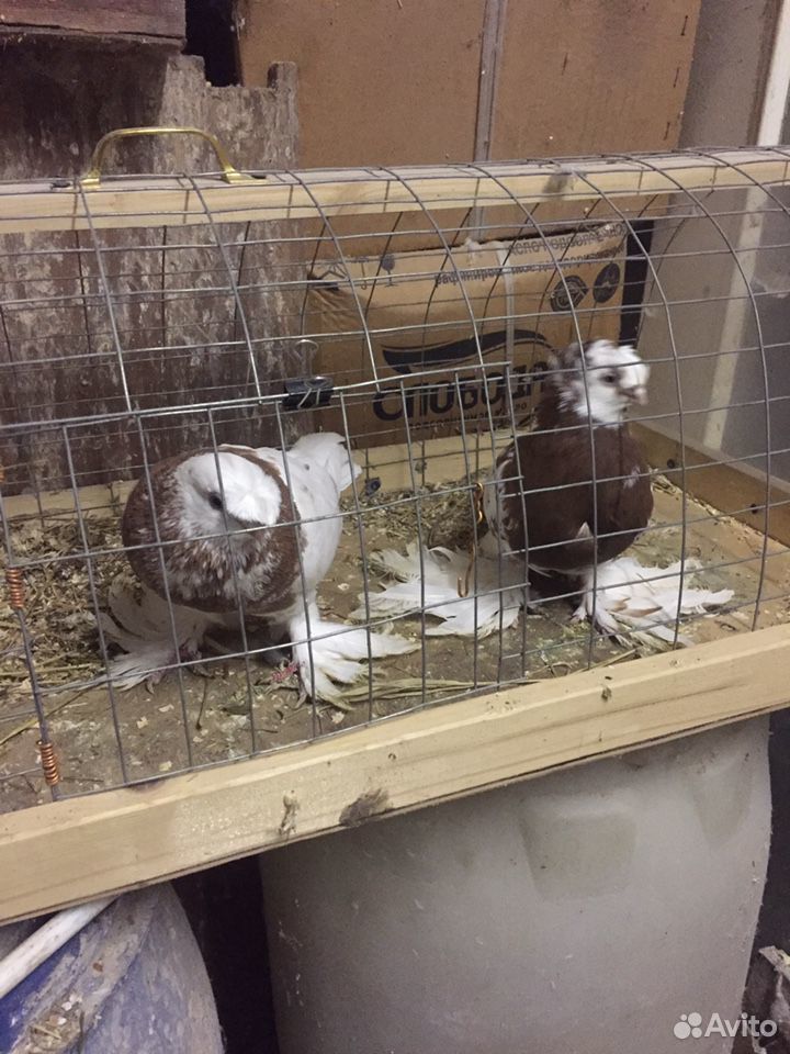 Узбекские,бакинские, персидские голуби