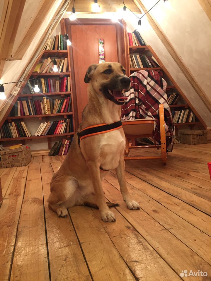 Шера собака