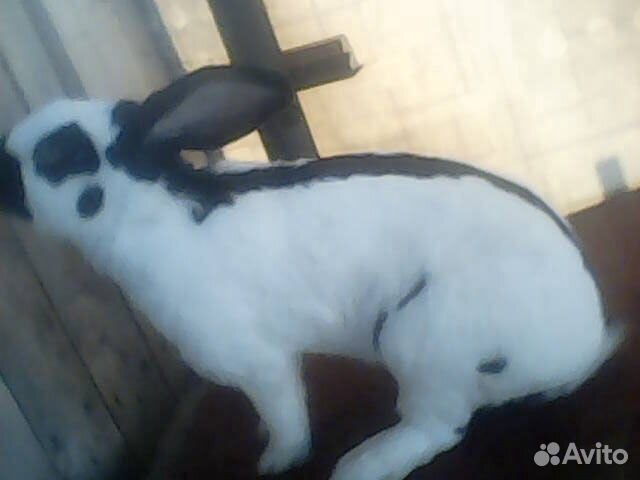 Строкач, шиншилла, французский баран,фландр