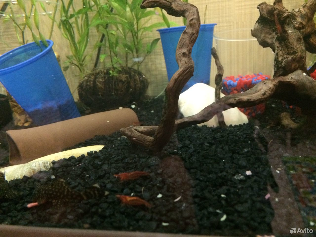 Данио, Акары и Гуппи