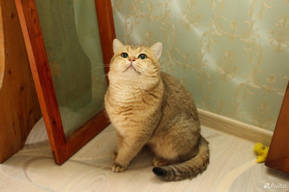 Вязка с котиком