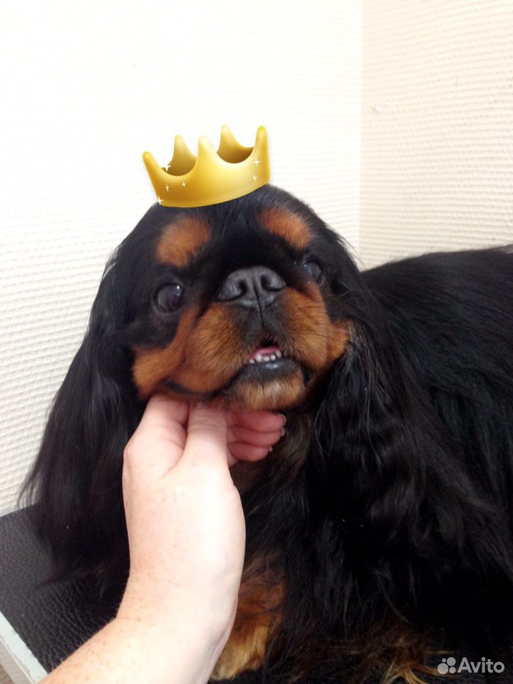 Кинг Чемпион для вязки