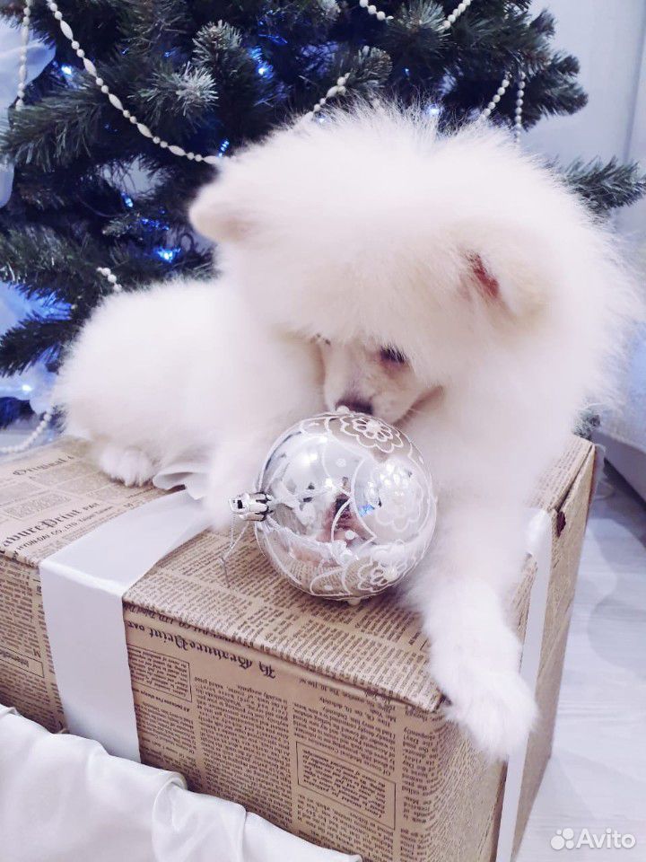 Шпиц девочка-блондиночка заечка