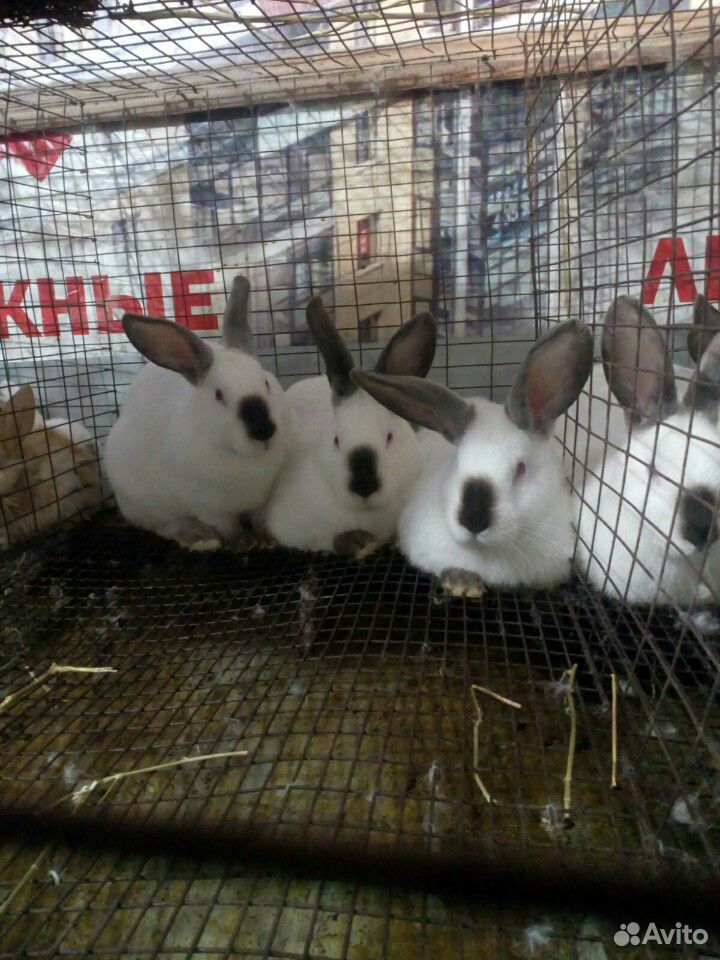 Калифорнийцы