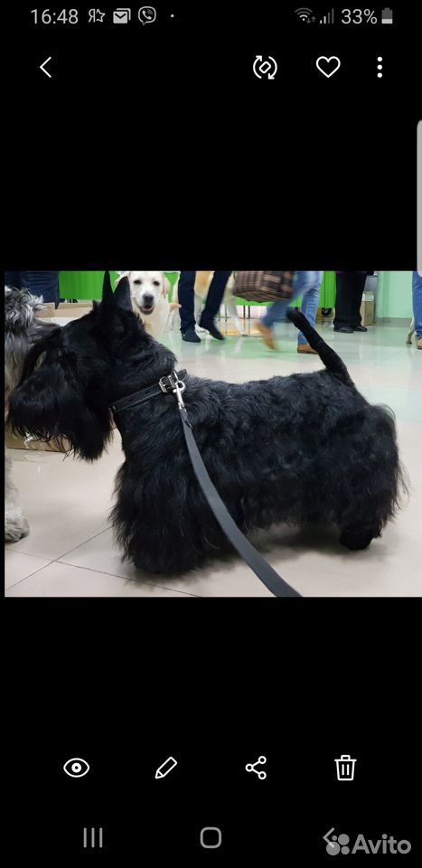 Скотч-терьер