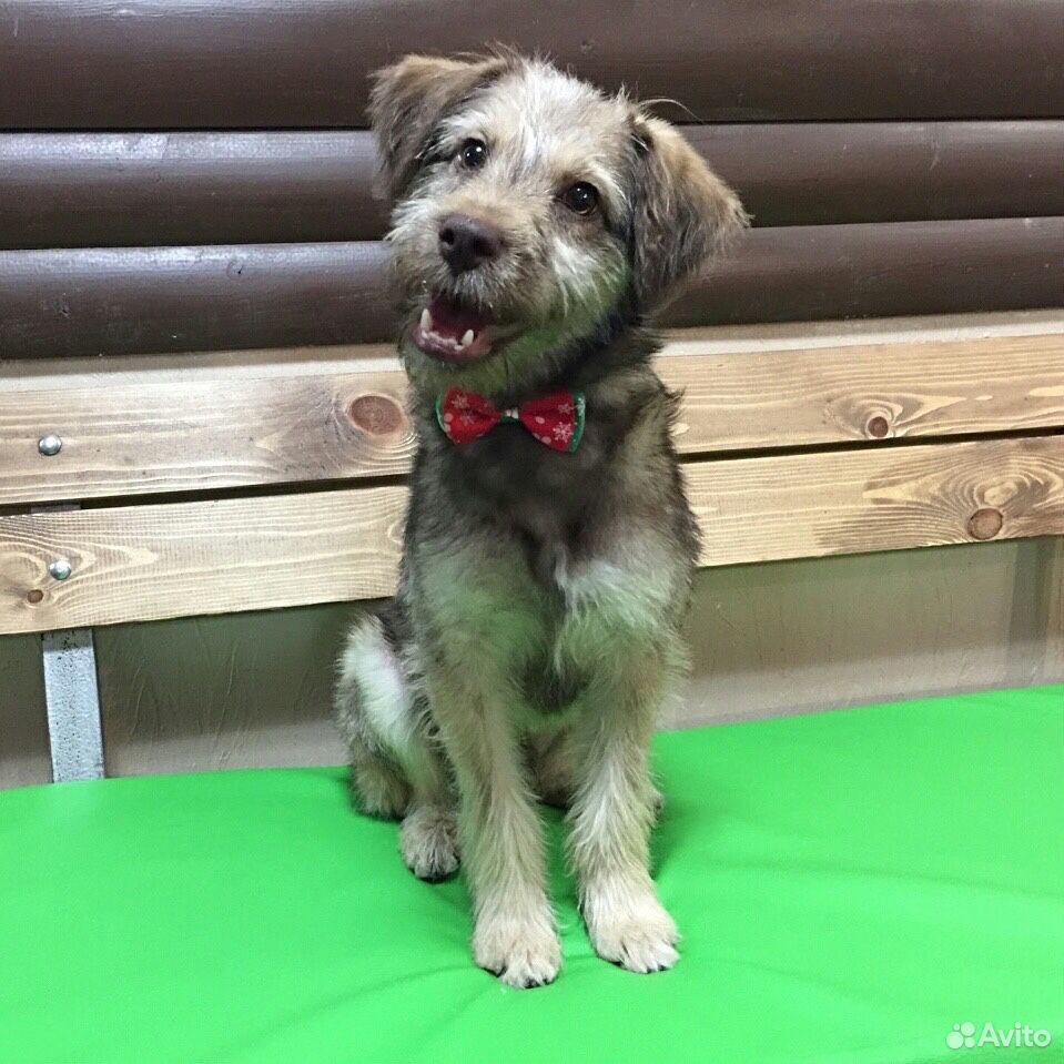 Терри ищет дом