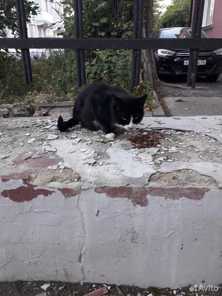 Кошечка Даша ищет дом