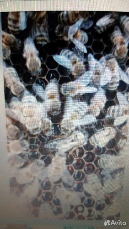 Продажа пчелопакетов