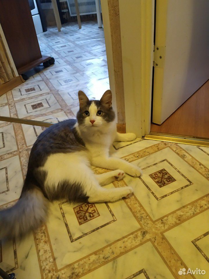 Котенок Кеша в добрые руки (10 месяцев)