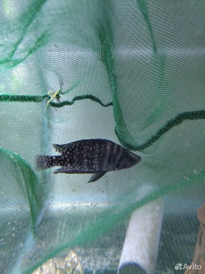 Альтолампрологус кальвус блэк