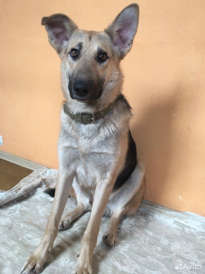 Щенок Самур в добрые руки