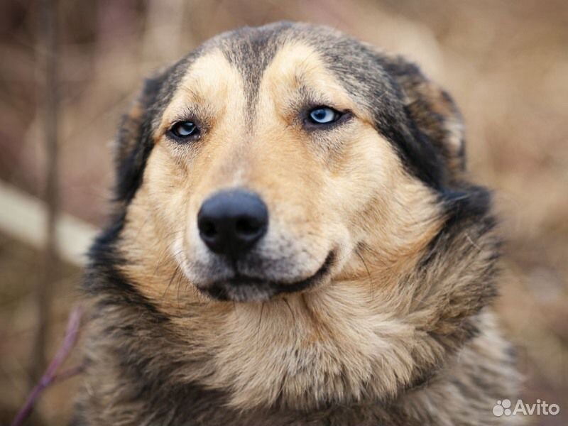 Мальва шикарная собака метис хаски