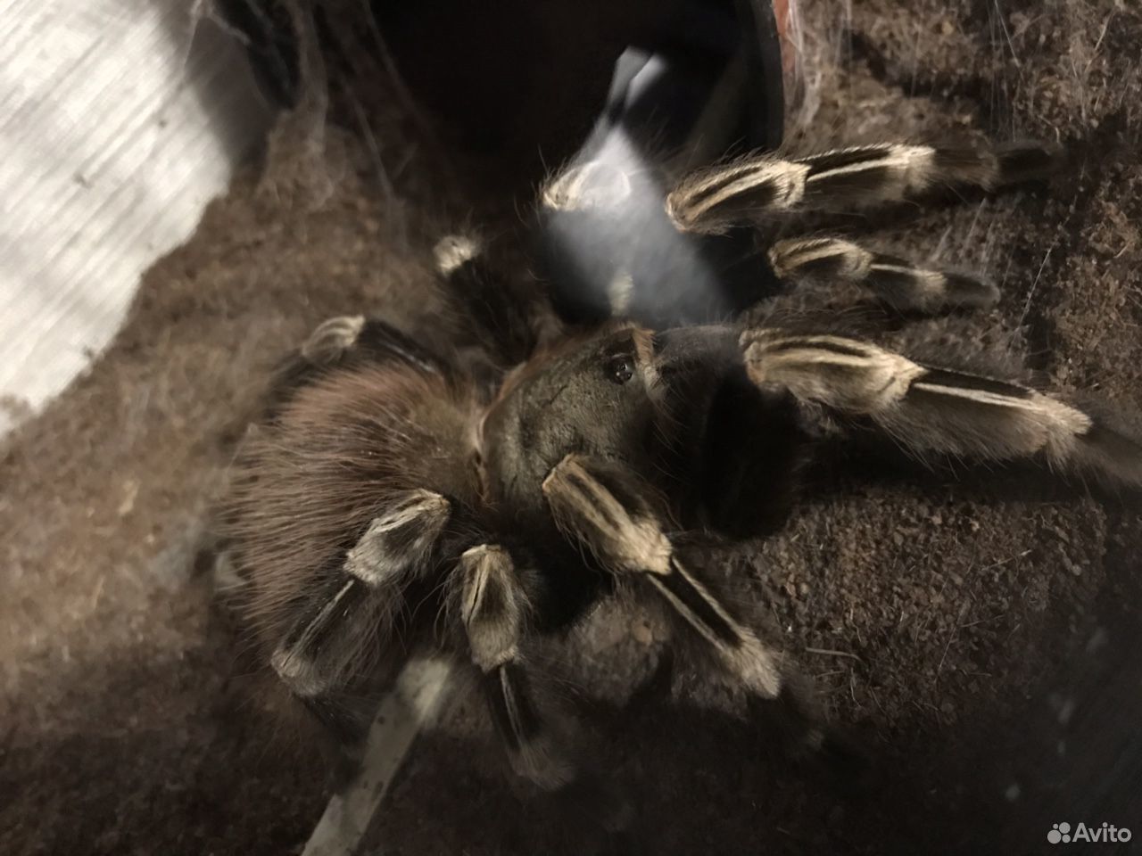 Паук птицеед