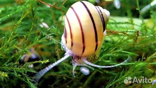 Улитка эльф (Спикси)