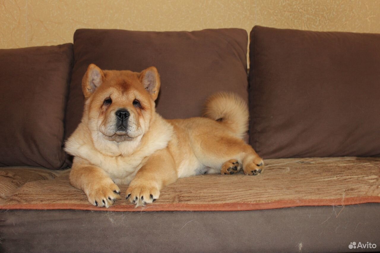 Рыжий мальчик смуф