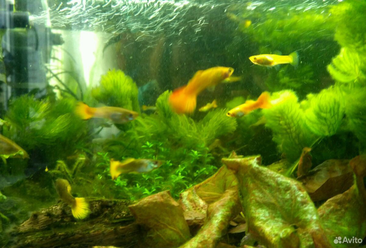 Гуппи жёлтые, молодняк