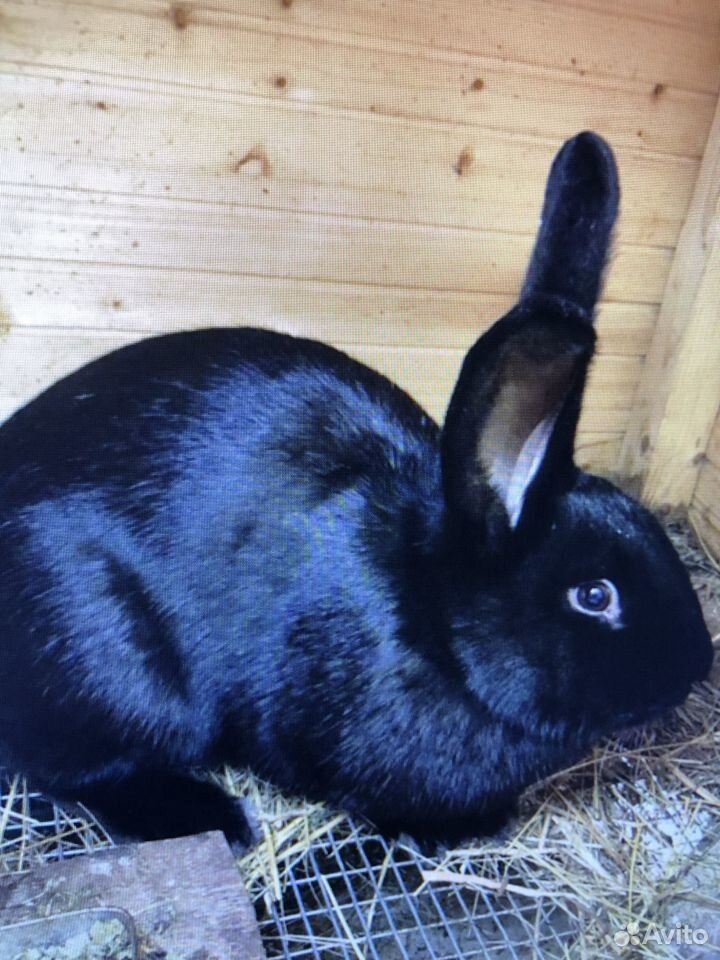 Немецкий строкач самка