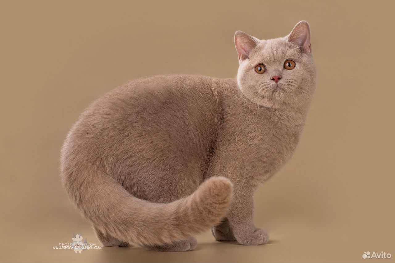 Британская