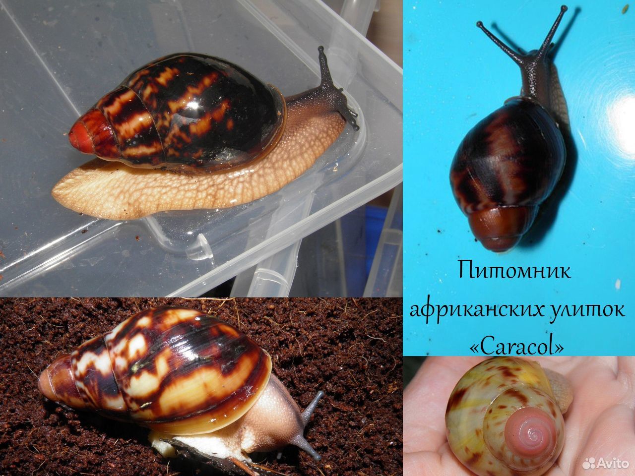 Африканская улитка архахатина Эгрегия F2