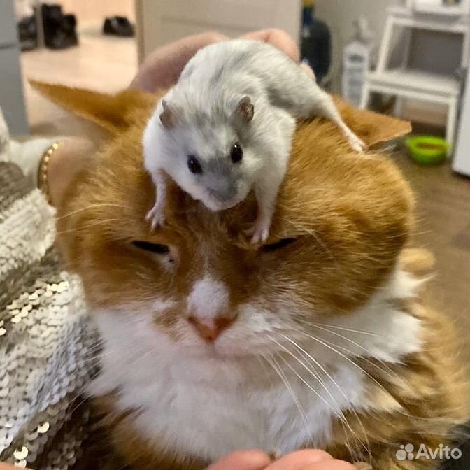 Малыши Джунгарики