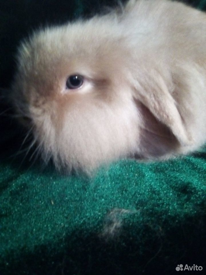 Специализированный питомник мини кроликов «Лапик»