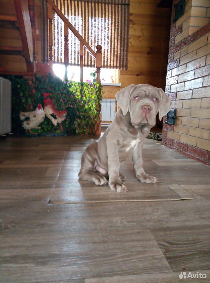 Мастино мальчики