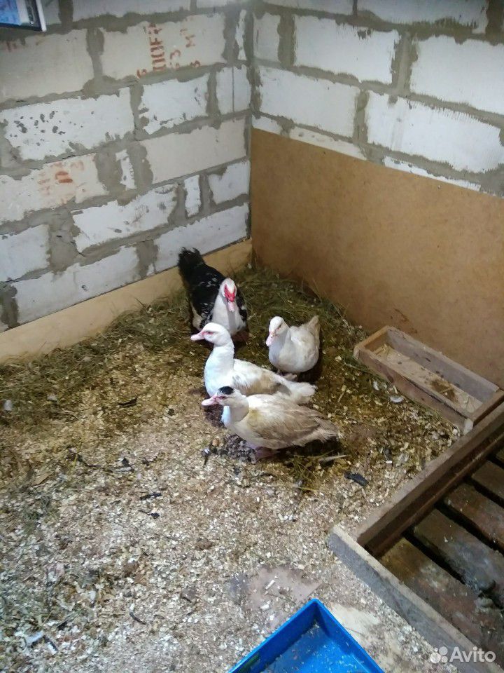 Индоутка Семья (Мускусная утка)