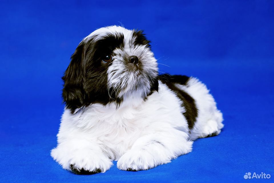 Ши-тцу красивые щенки разных окрасов