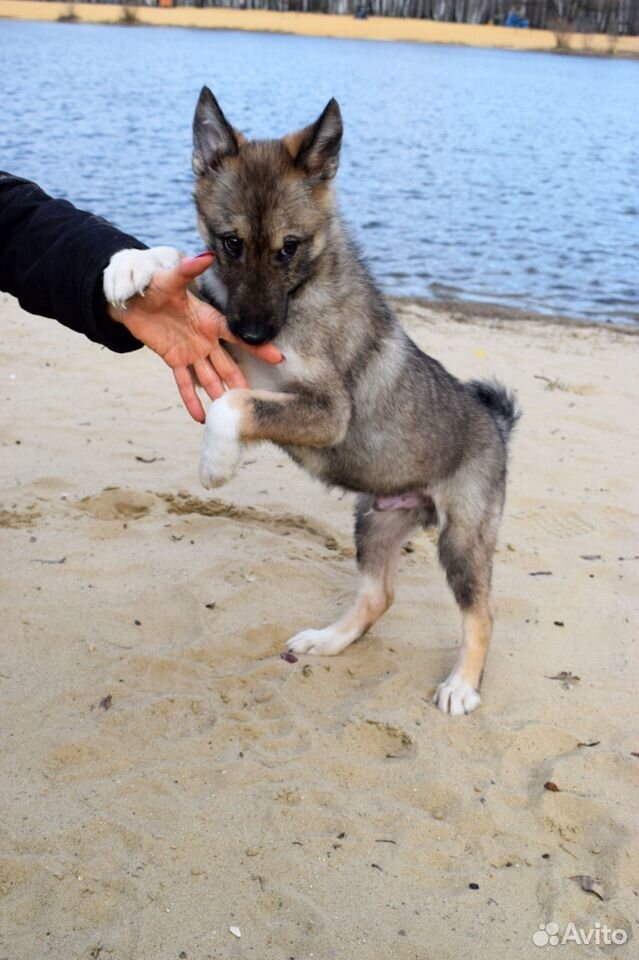 Щенок Юки 3 мес