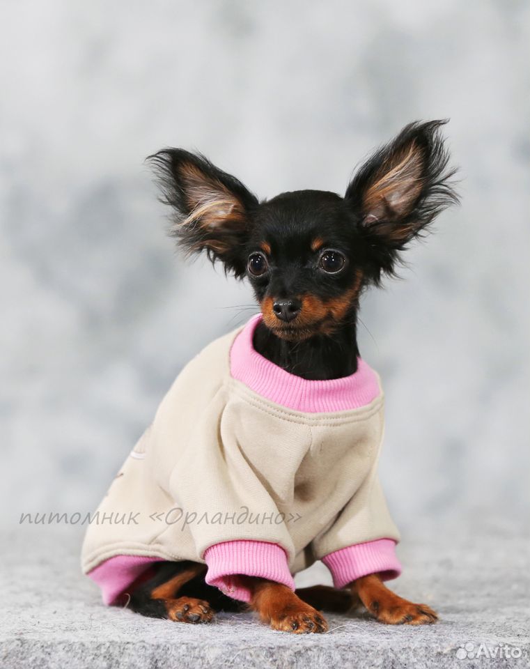 Рикардо - игрушечный мальчик. От чемпионов