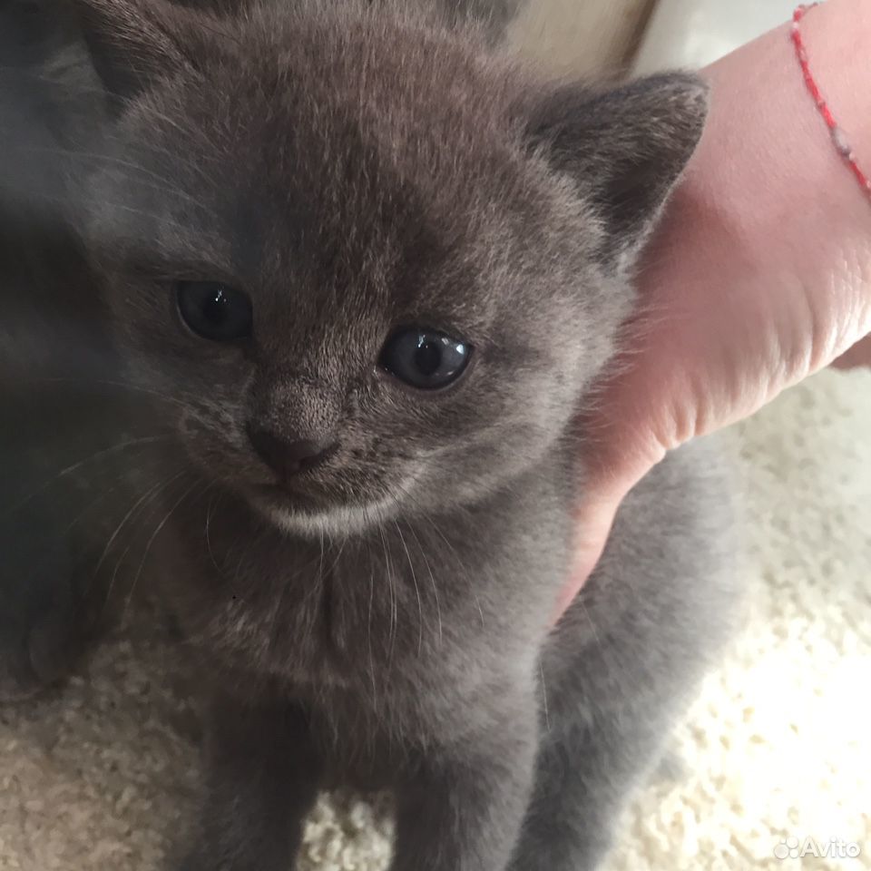 Котёнок британский