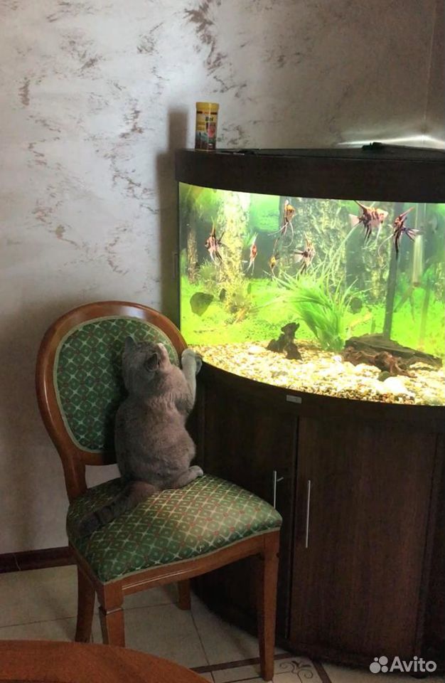 Аквариум