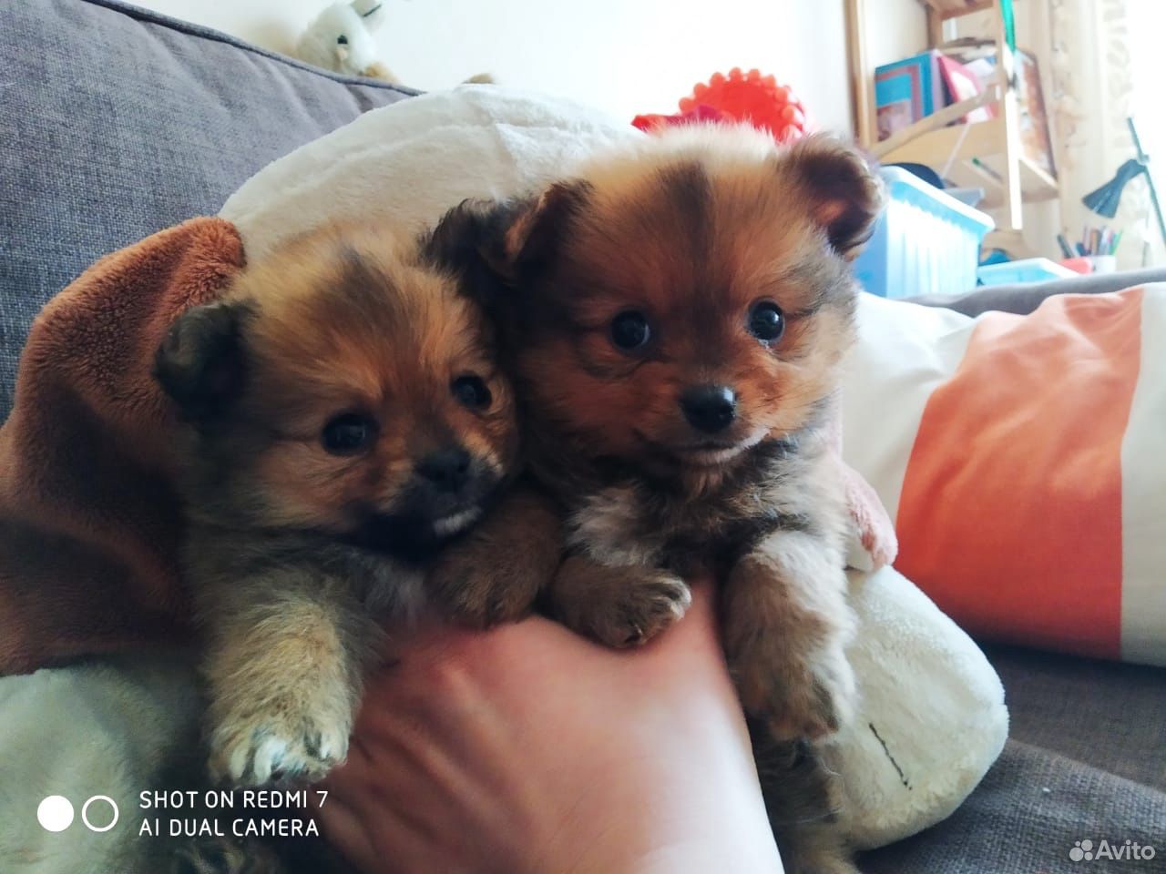 Продаются померанские шпицы