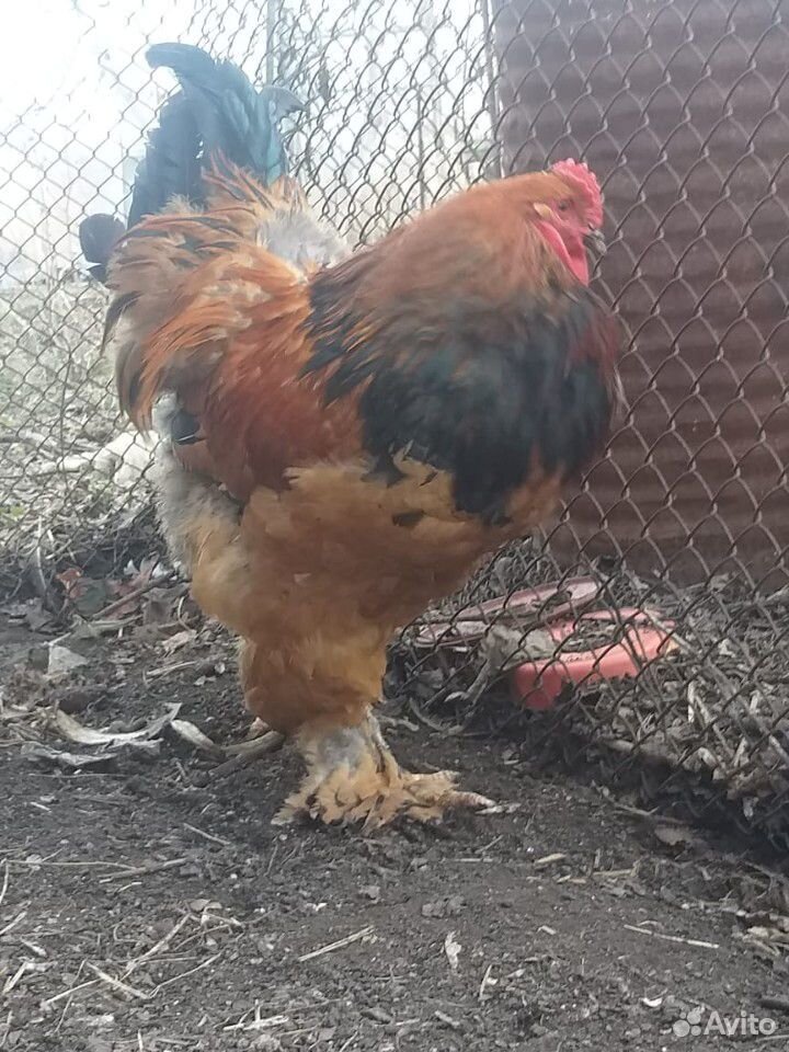 Петух брама