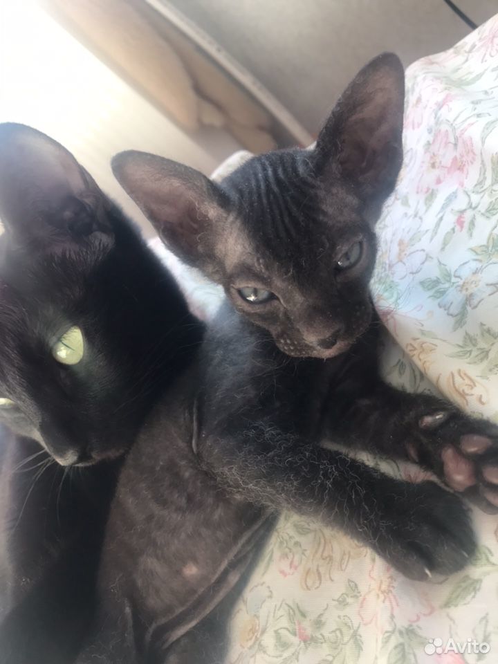 Бархатные сфинксы