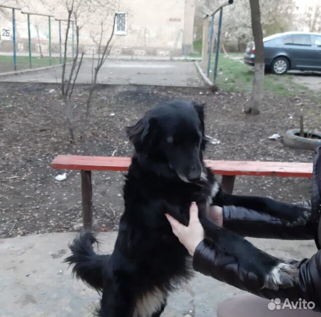 В добрые руки собака девочка молодая 1 год милая