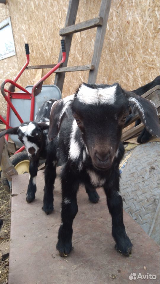 Козлята, крольчата