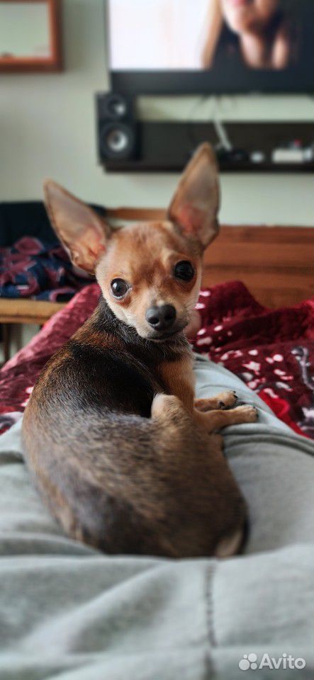 Мини той терьер, вязка