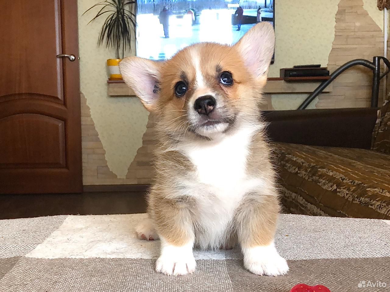 Вельш корги пемброк щенки 2 девочки