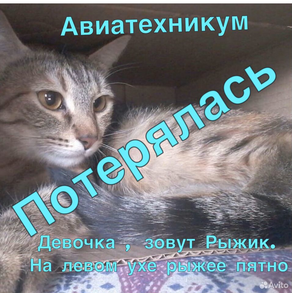 Потерялась кошечка тигровая с рыжим пятном на голо