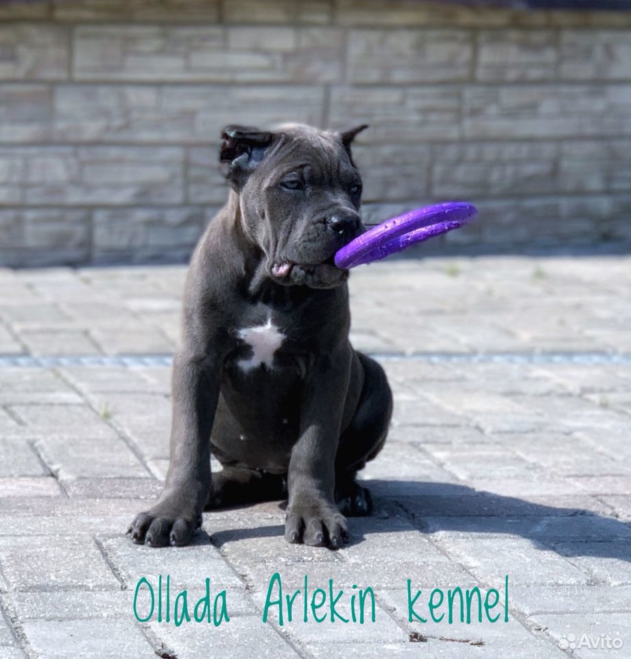 Кане Корсо серая принцесса