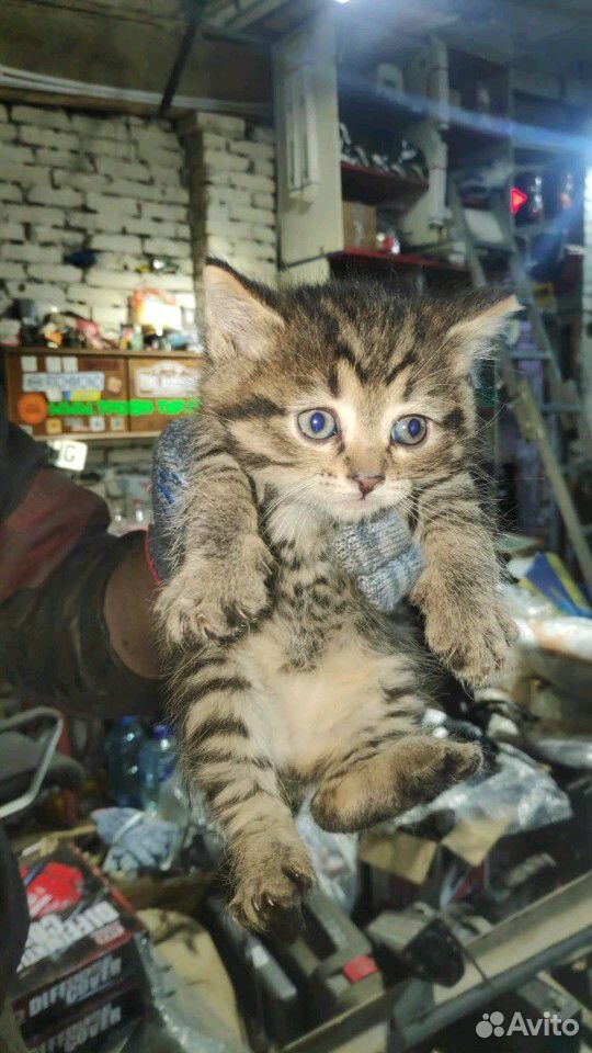 Малыши в беде