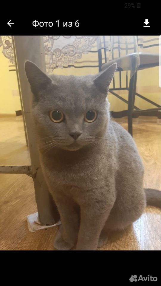 Британская