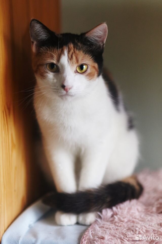 Даша хочет домой