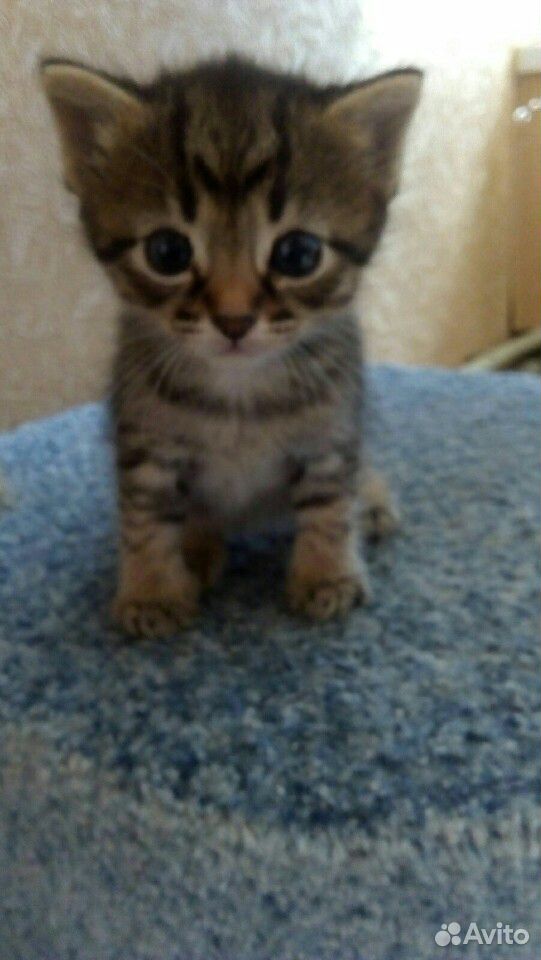 Кошечка