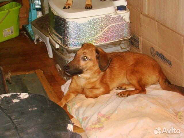 Собачка в добрые руки